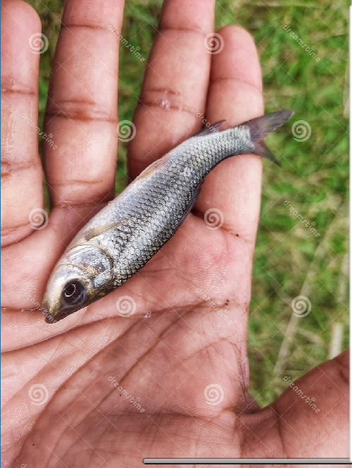 Mrigal Fish