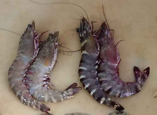 Technip Energies India Ltd, Chennai - Service Provider of Deep Orient ...