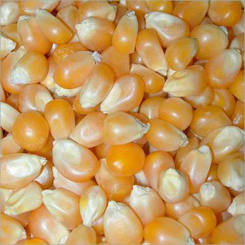 Maize Seeds Wholesale Supplier / Wholesaler in Hyderabad, Andhra ...